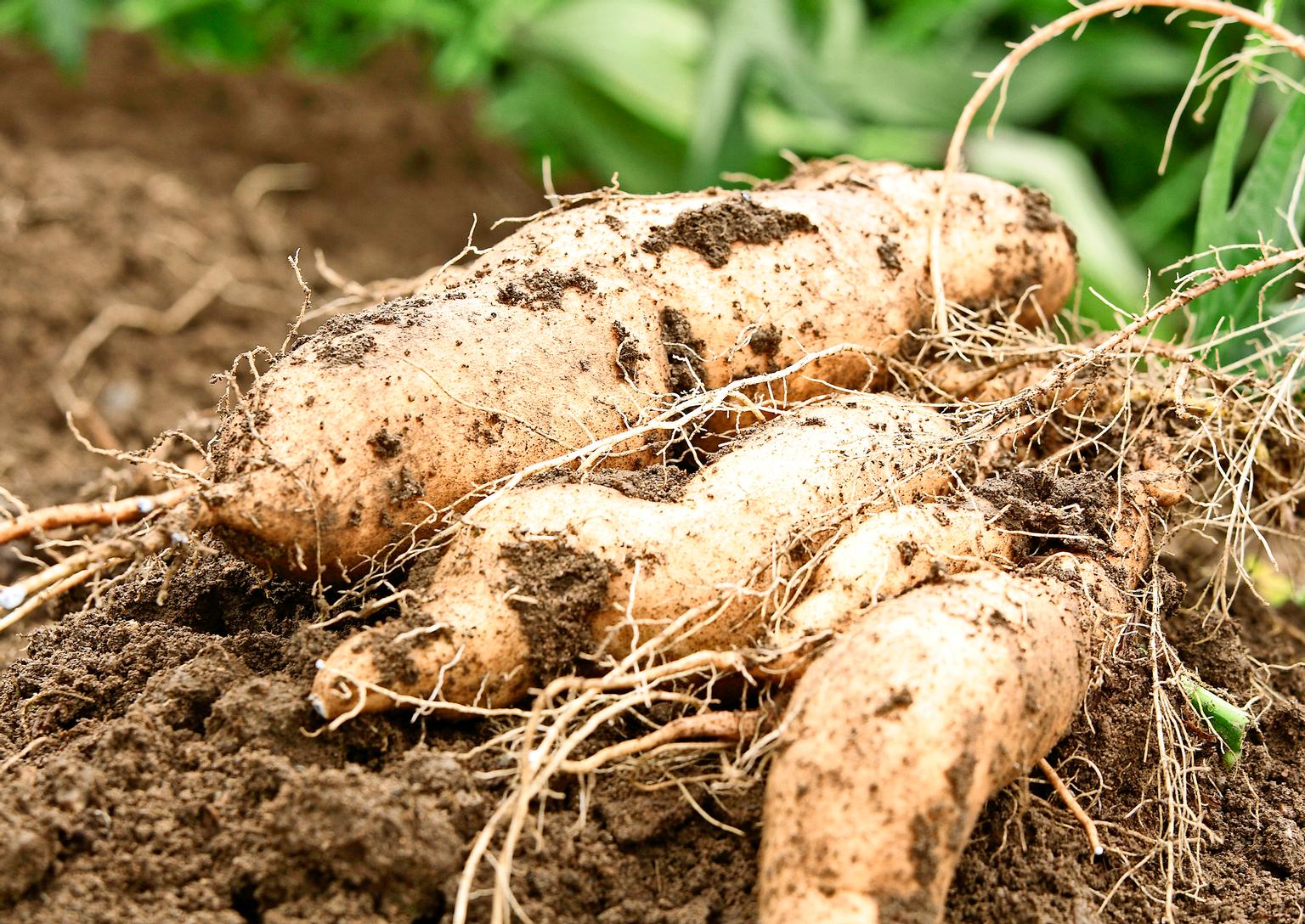 Bataatin kasvatus | Meillä kotona