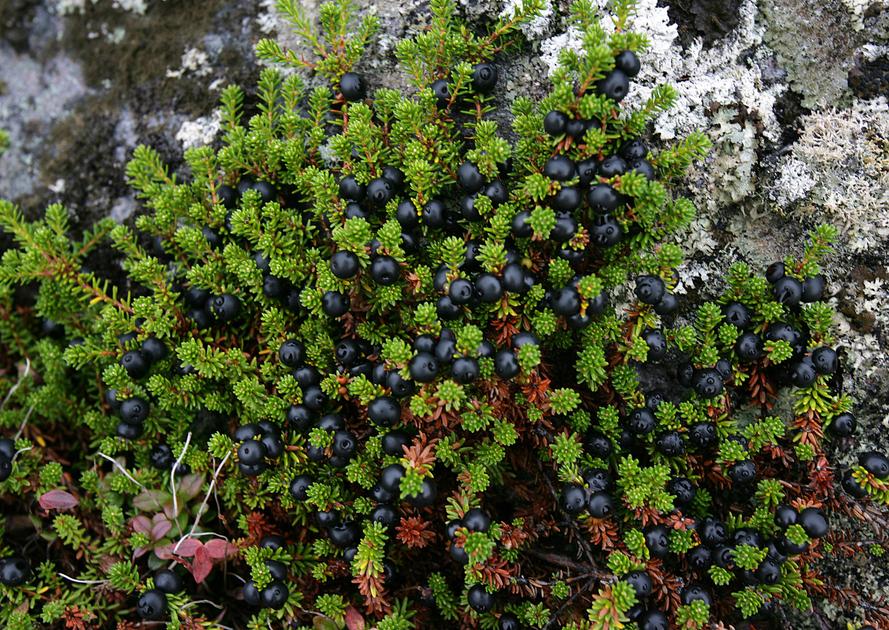Variksenmarja – maukas herkku ja hyvä peittokasvi | Viherpiha