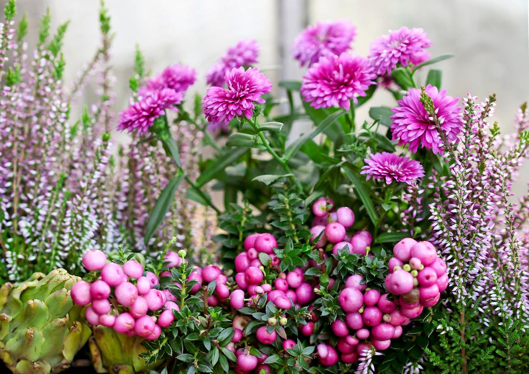 Syyskukkien hoito | Meillä kotona