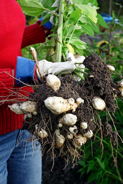 Vesimelonin kasvatus – katso ohje! | Meillä kotona