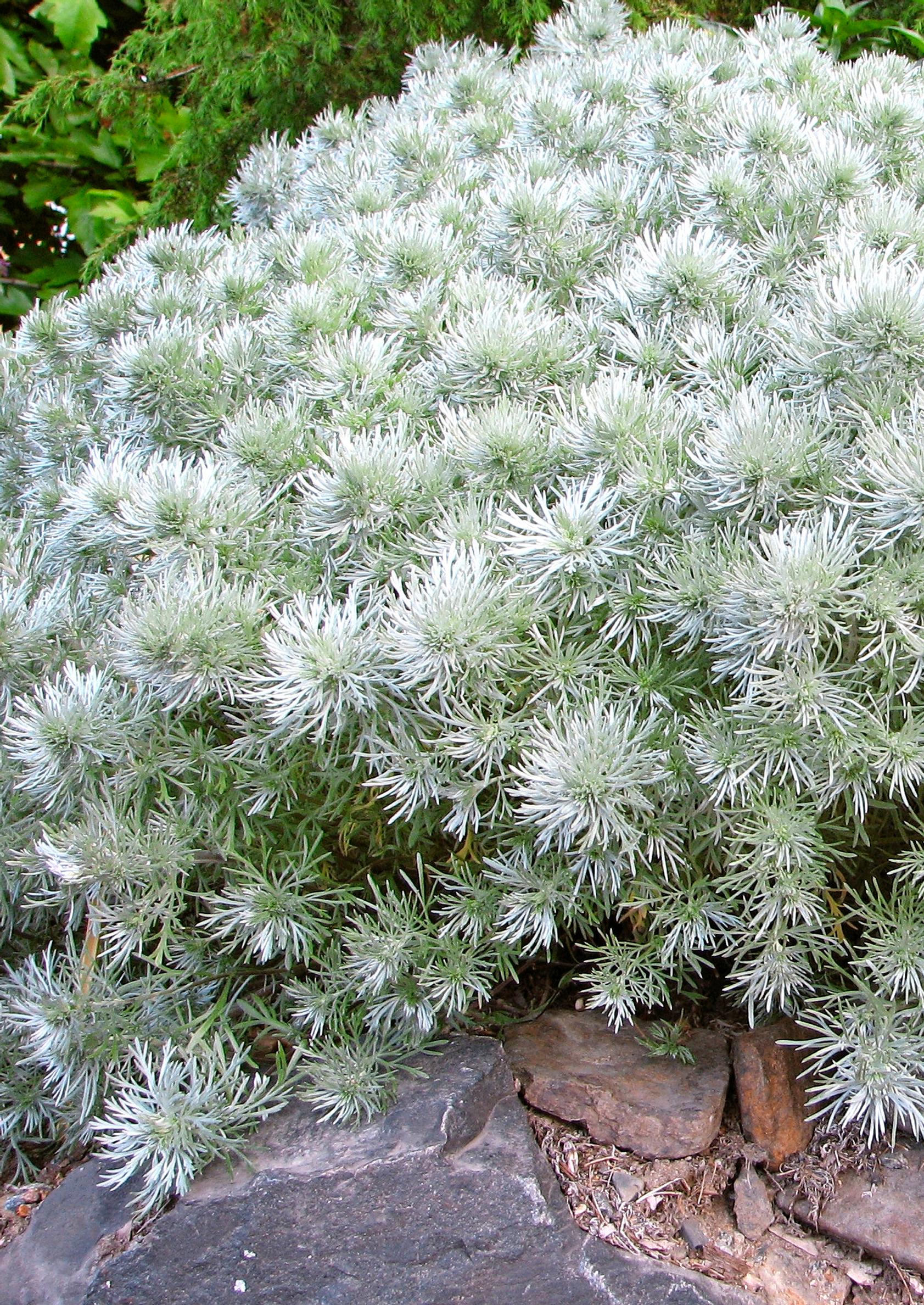 Marunan kasvatus | Viherpiha