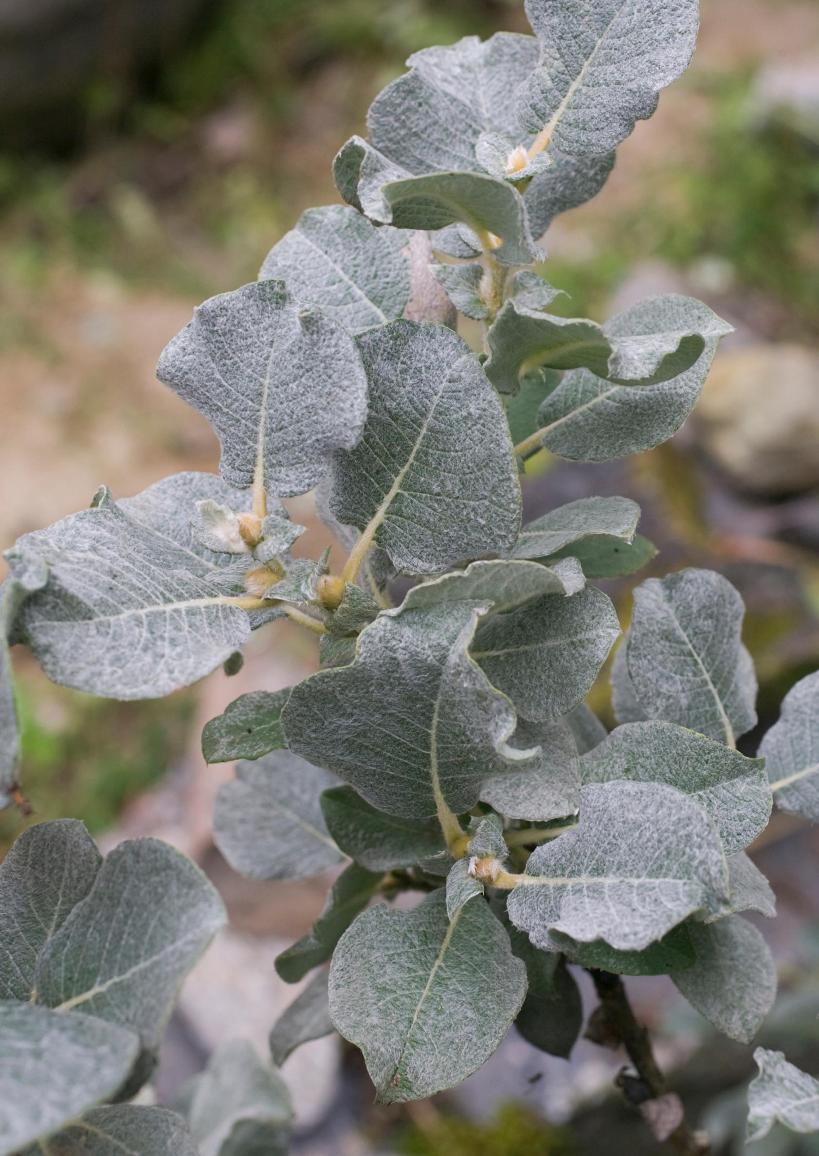 15 x hopeanhohtoiset kasvit puutarhassa ja parvekkeella | Viherpiha