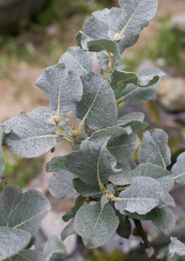 15 x hopeanhohtoiset kasvit puutarhassa ja parvekkeella | Viherpiha