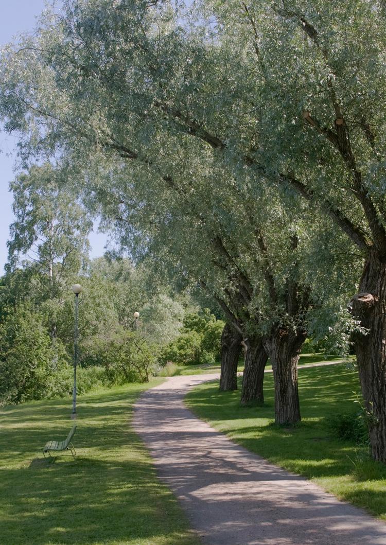 15 x hopeanhohtoiset kasvit puutarhassa ja parvekkeella | Viherpiha