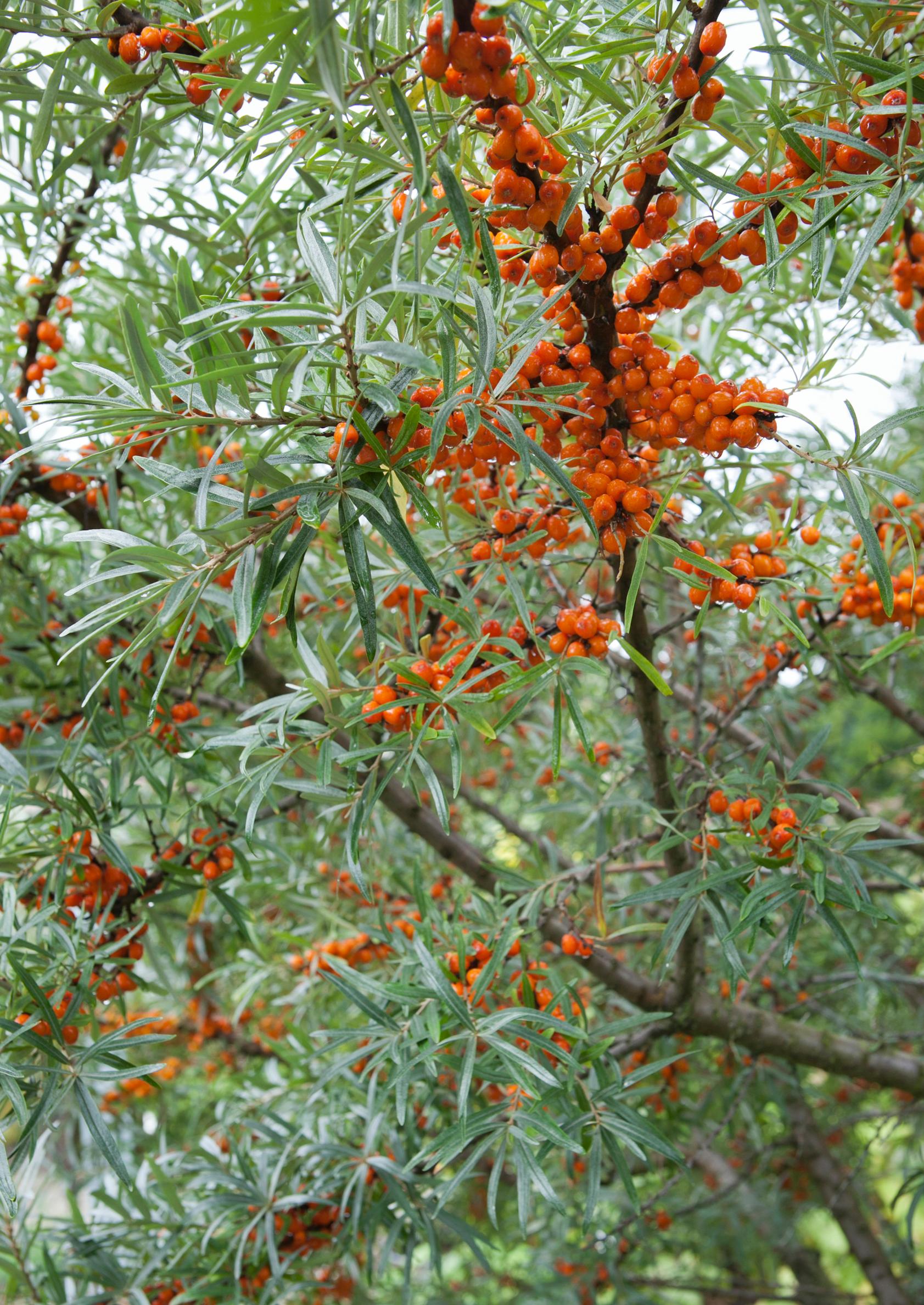 15 x hopeanhohtoiset kasvit puutarhassa ja parvekkeella | Viherpiha