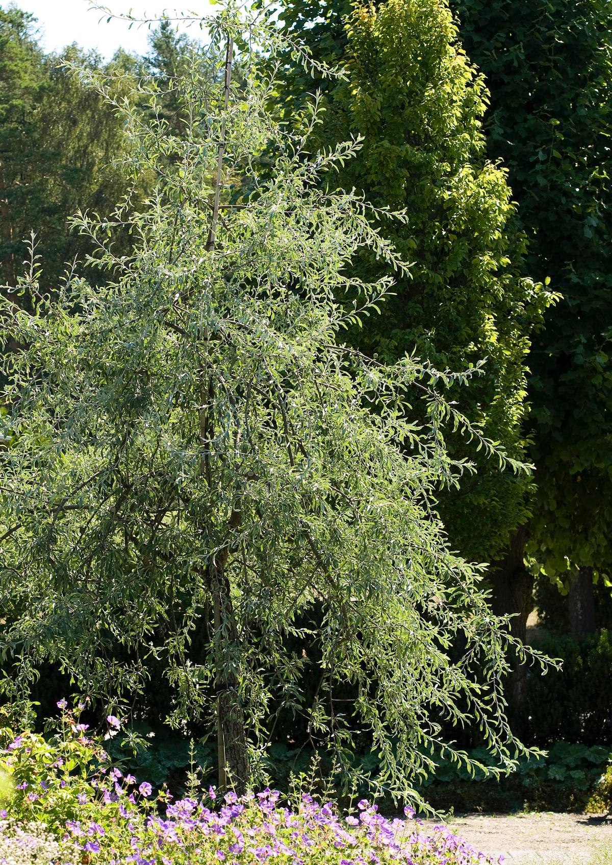 15 x hopeanhohtoiset kasvit puutarhassa ja parvekkeella | Viherpiha