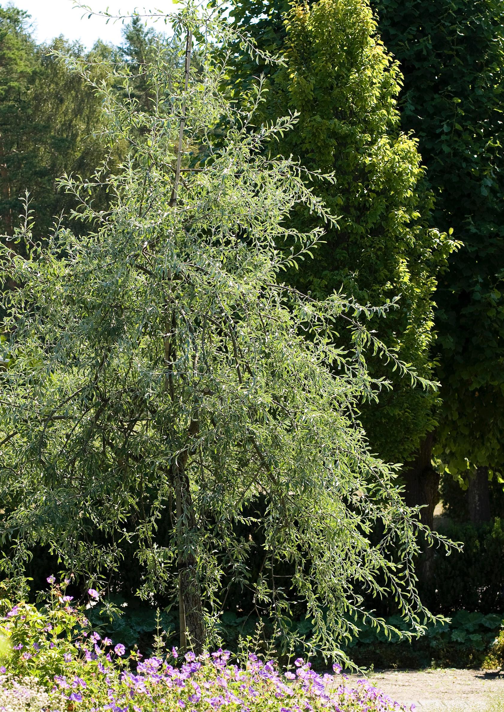 15 x hopeanhohtoiset kasvit puutarhassa ja parvekkeella | Viherpiha