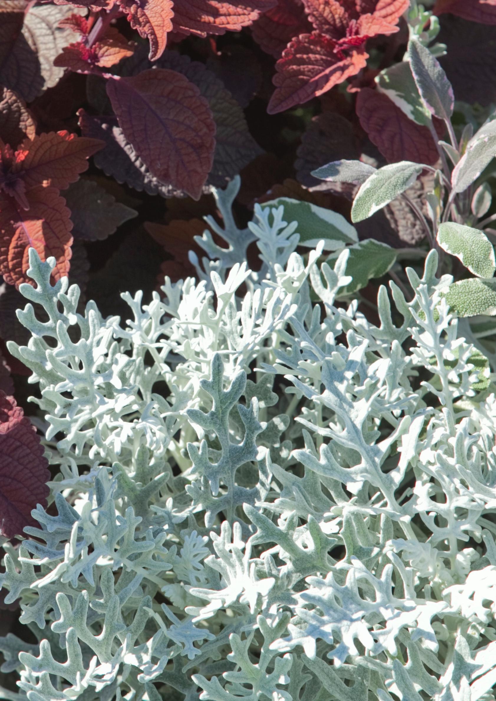 15 x hopeanhohtoiset kasvit puutarhassa ja parvekkeella | Viherpiha