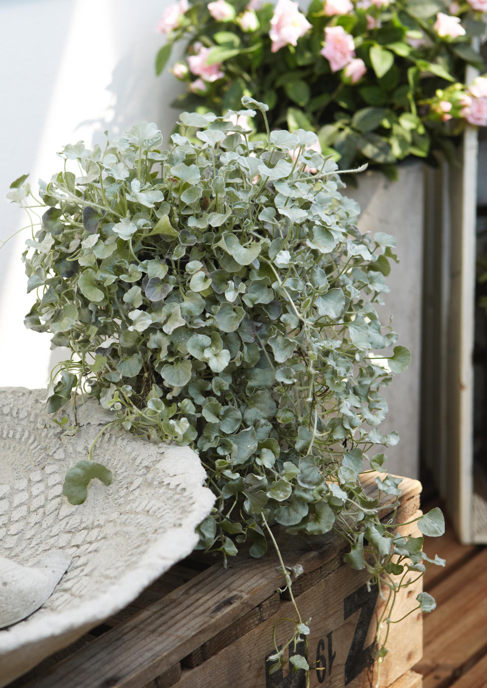 15 x hopeanhohtoiset kasvit puutarhassa ja parvekkeella | Viherpiha