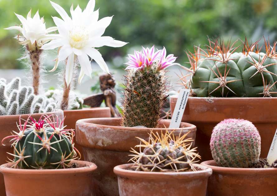 Kaktus – 9 mielenkiintoista lajia | Meillä kotona