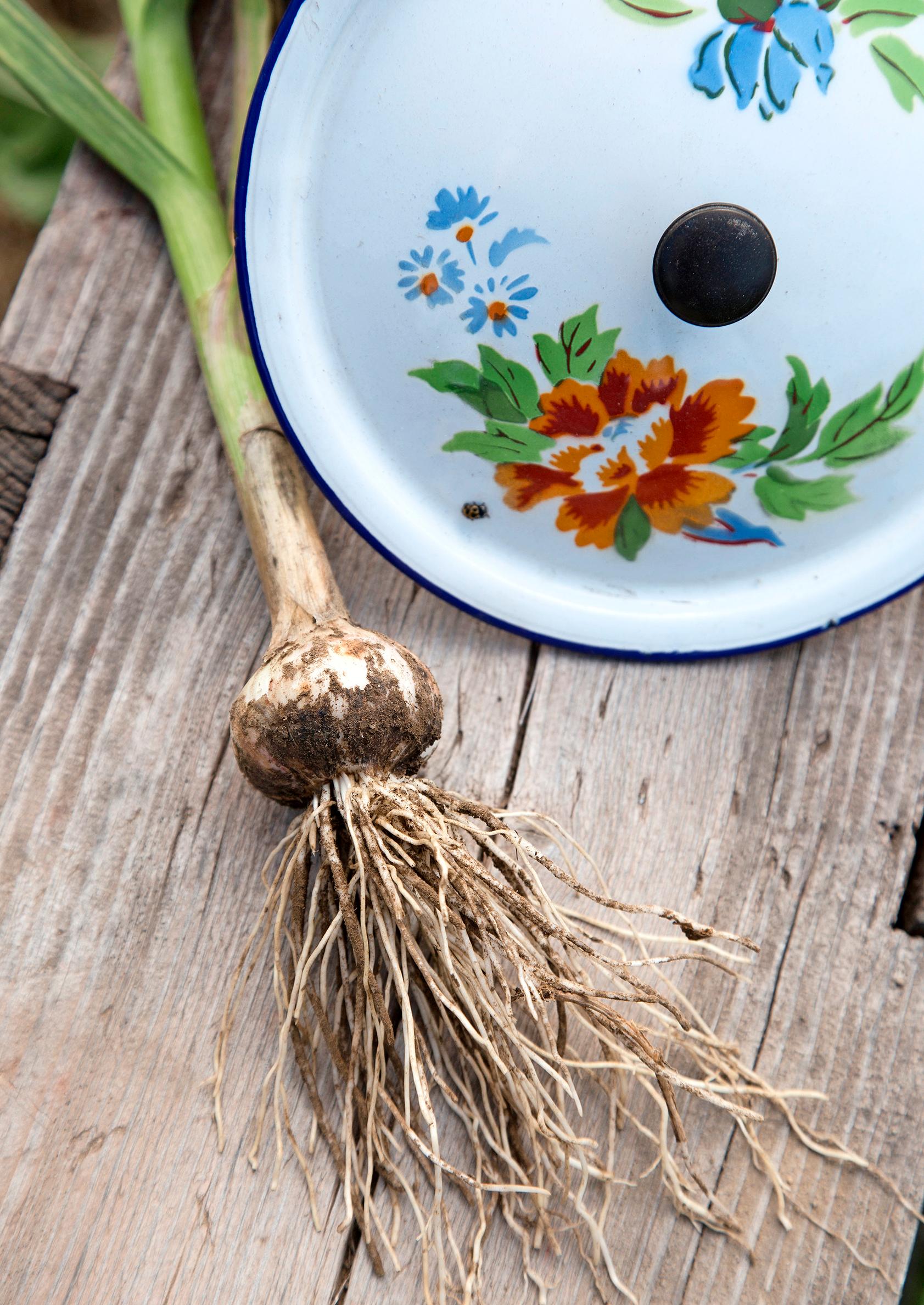 Valkosipuli – 9 aromikasta suosikkilajiketta | Viherpiha