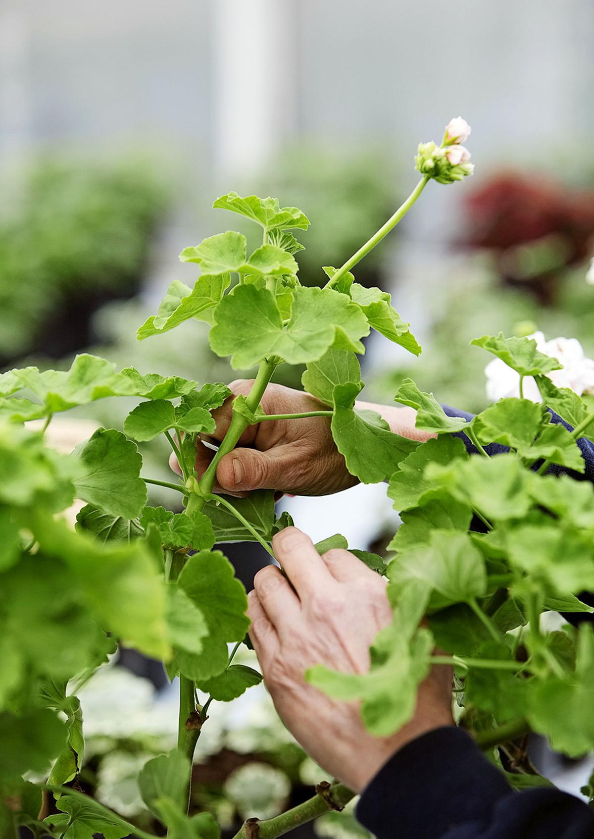 Pelargonin hoito ja lisäys pistokkaasta | Viherpiha