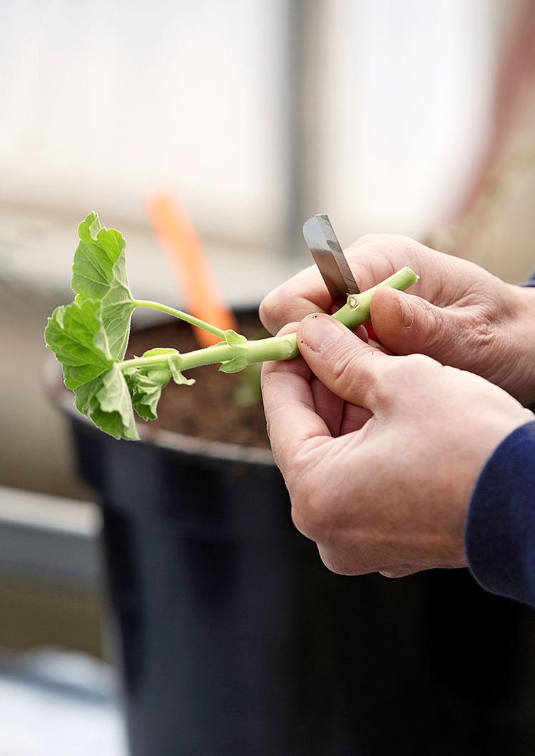 Pelargonin hoito ja lisäys pistokkaasta | Viherpiha