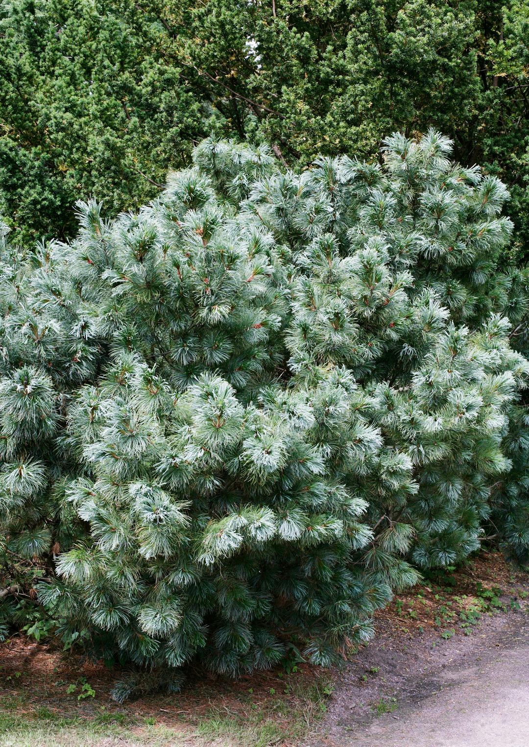 15 x hopeanhohtoiset kasvit puutarhassa ja parvekkeella | Viherpiha