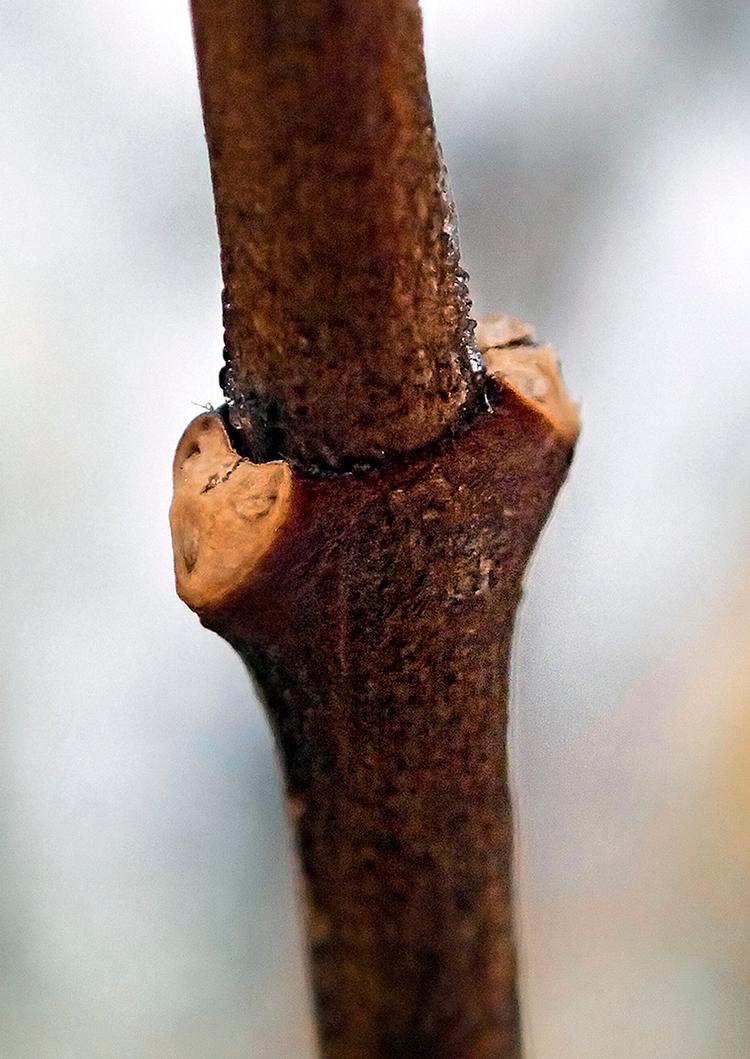 Näin tunnistat talviset pensaat | Viherpiha