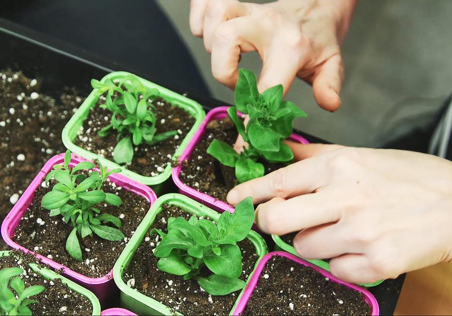 Pikkutaimien kasvatus | Kotona