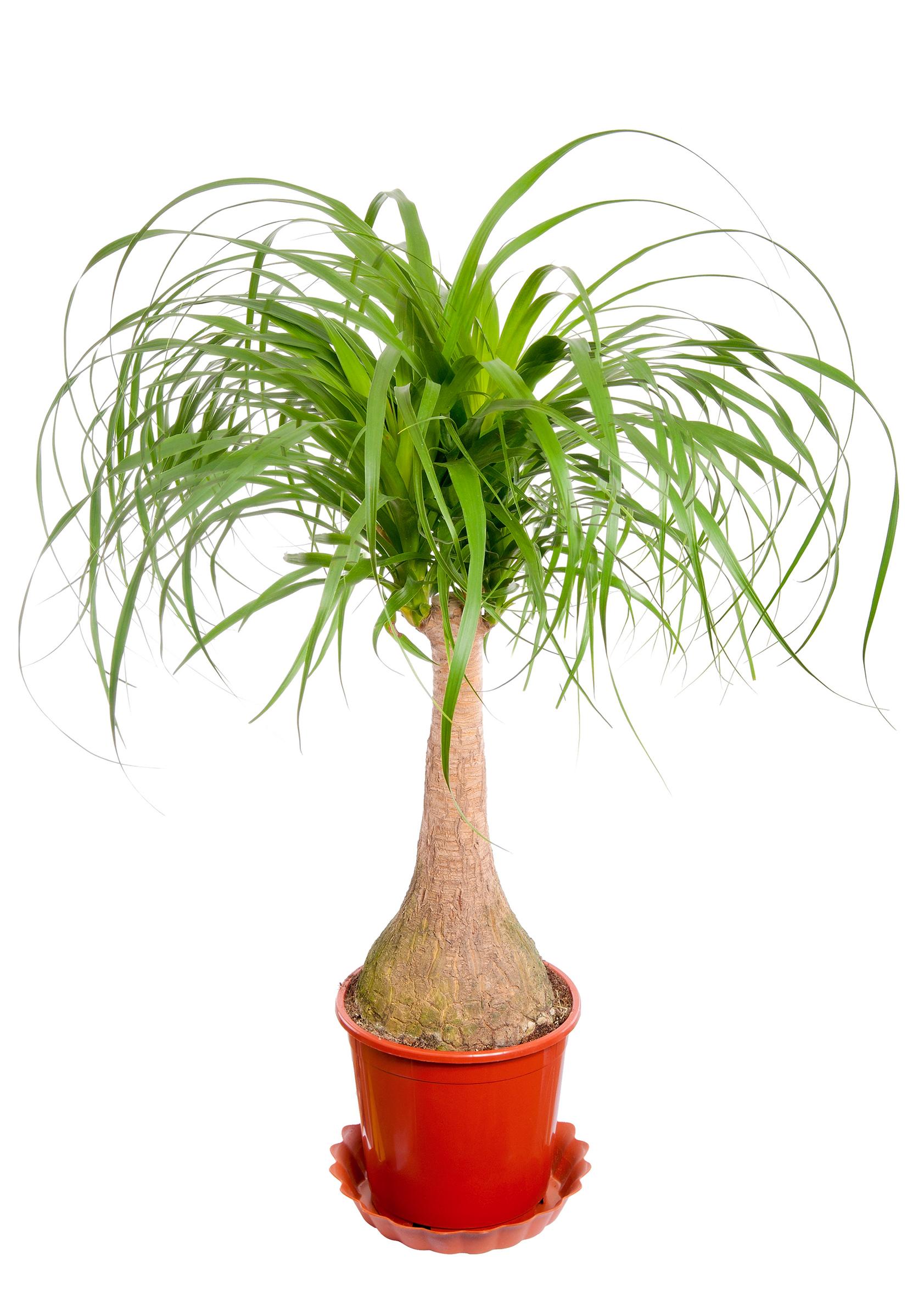 Huonekasvien kotimaat | Viherpiha