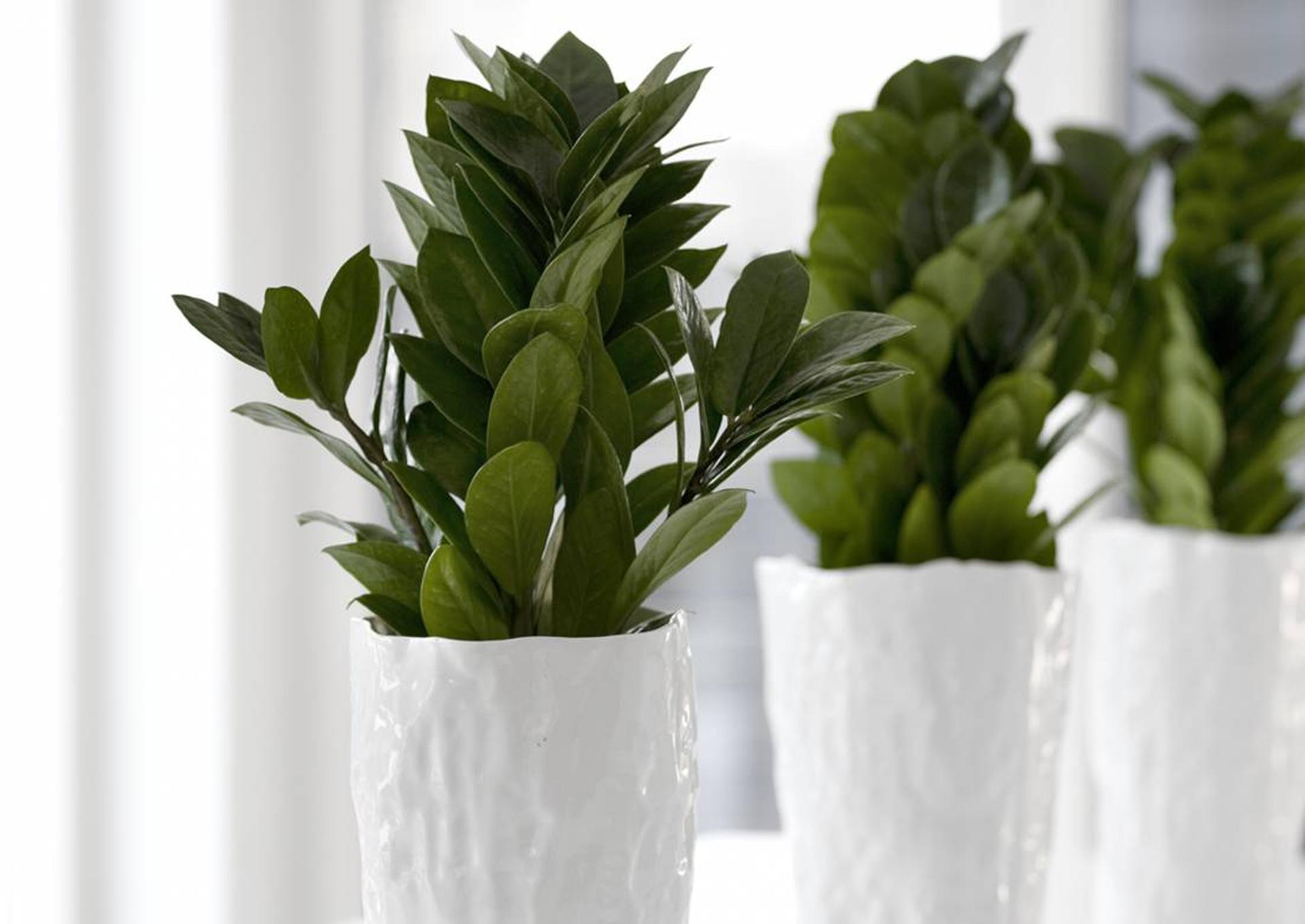 Helppohoitoiset viherkasvit – 8 kasvia | Kotona