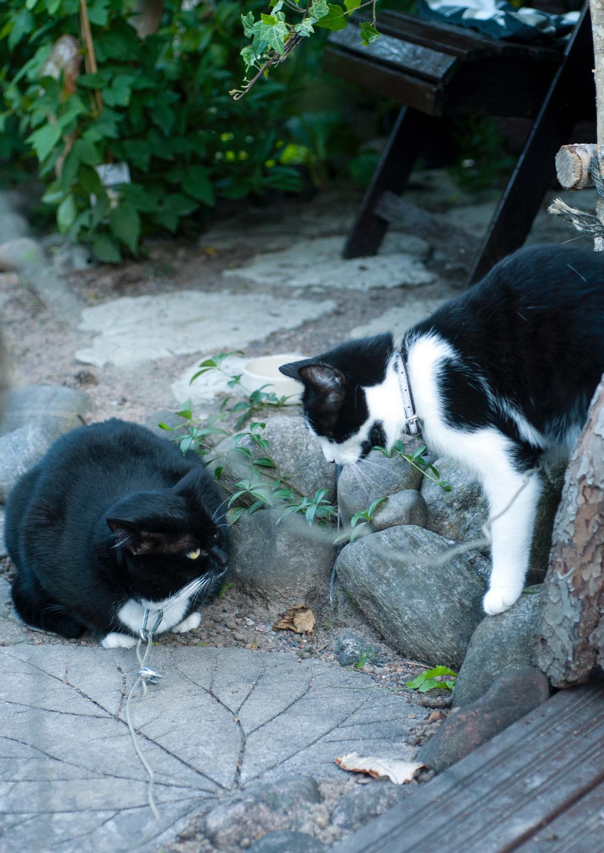 Vanhan rinnepihan kunnostus | Viherpiha