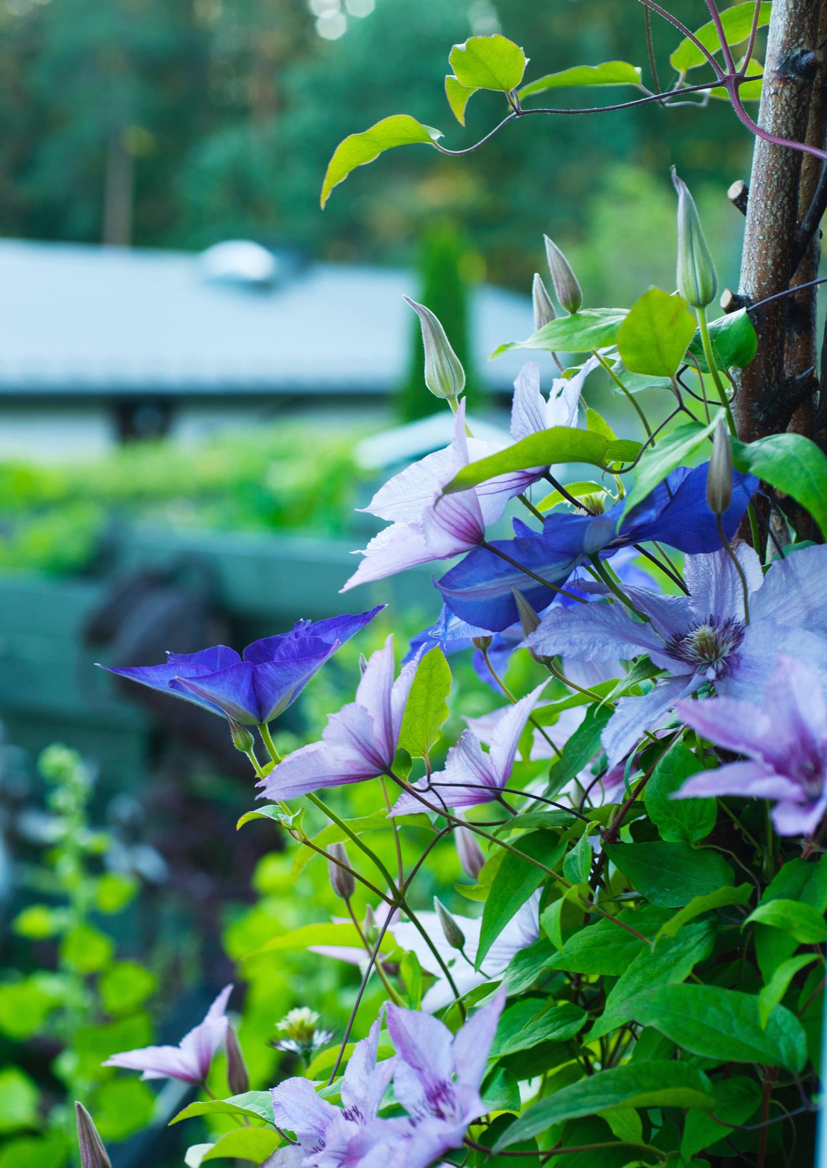 Vanhan rinnepihan kunnostus | Viherpiha