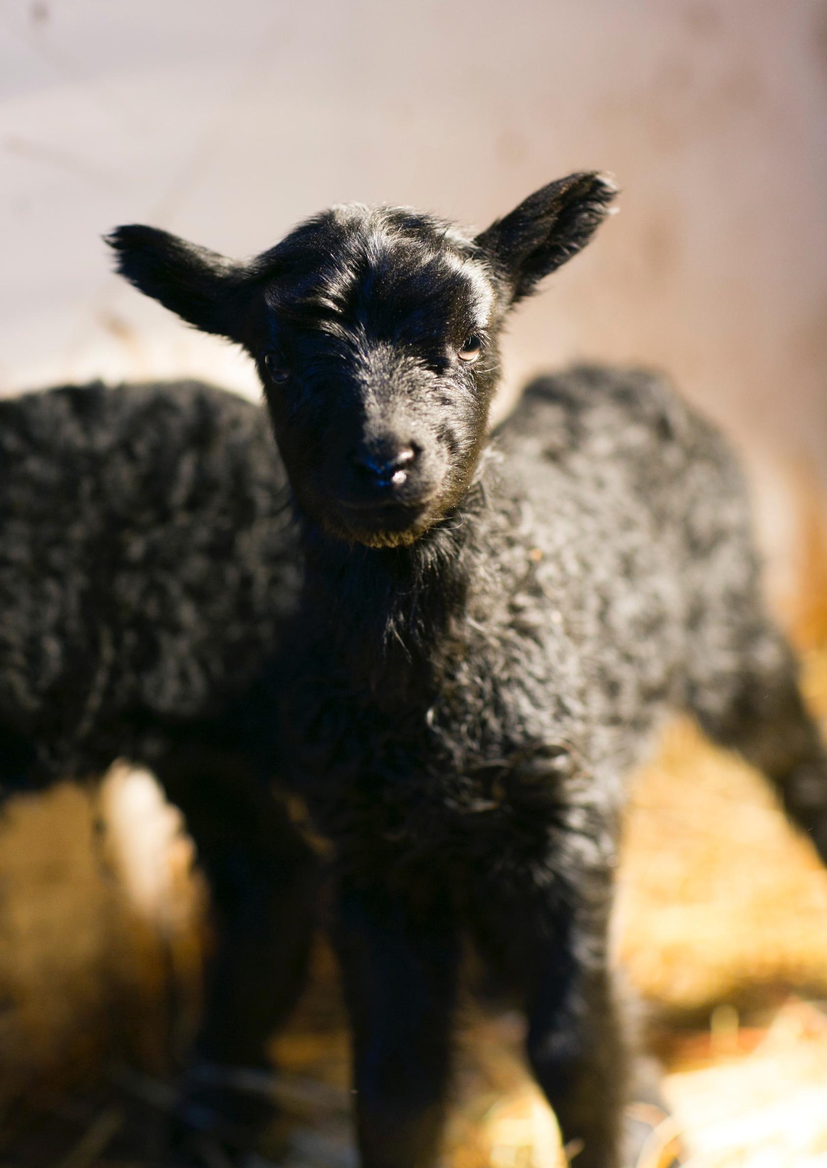 Maalaiselämää modernisti – ja tietenkin karitsa kainalossa! | Unelmien ...