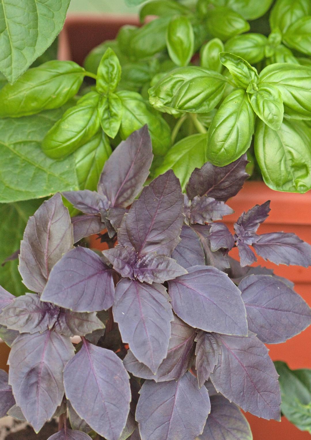 Yrttien kasvatus | Viherpiha