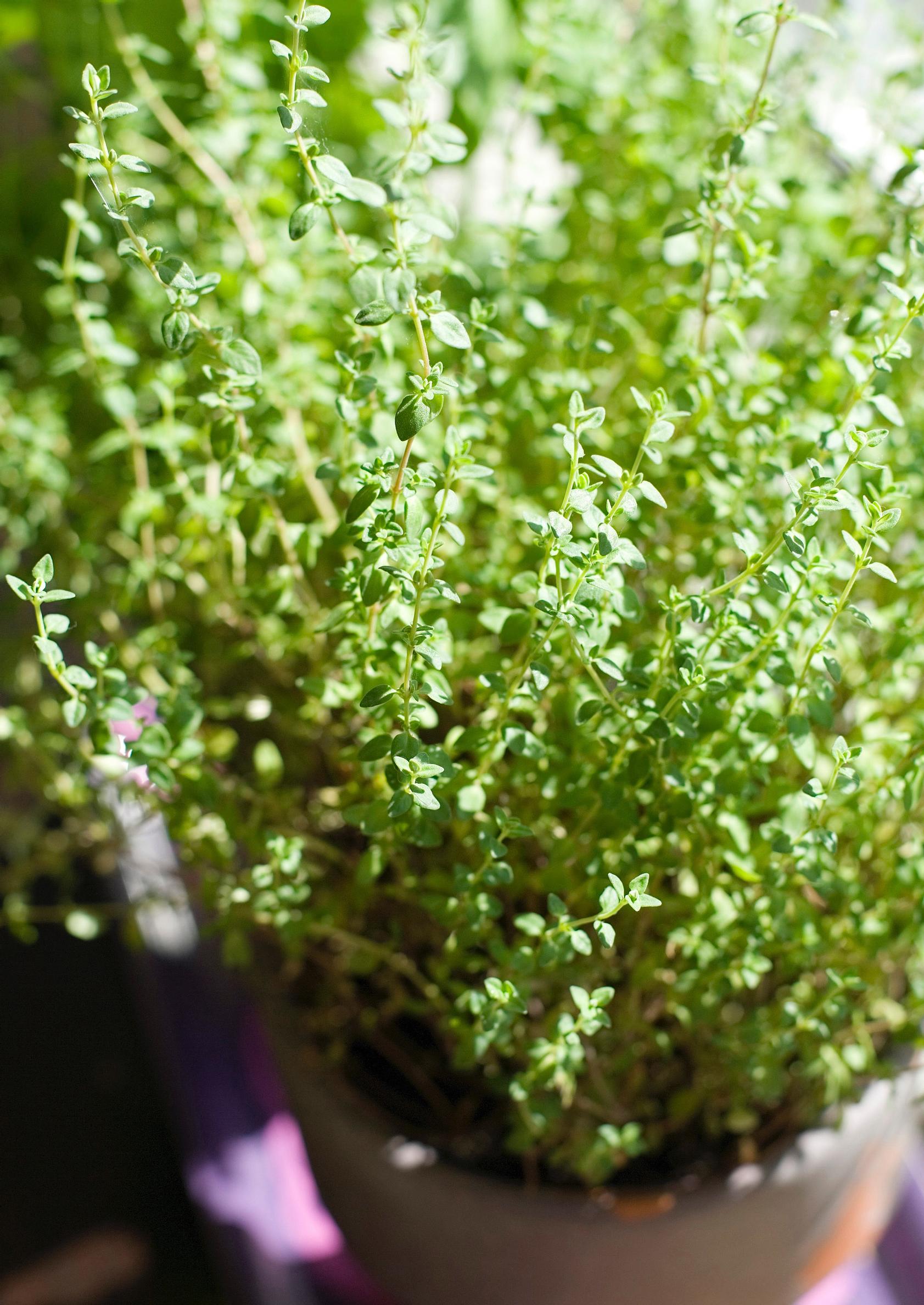 Yrttien kasvatus | Viherpiha