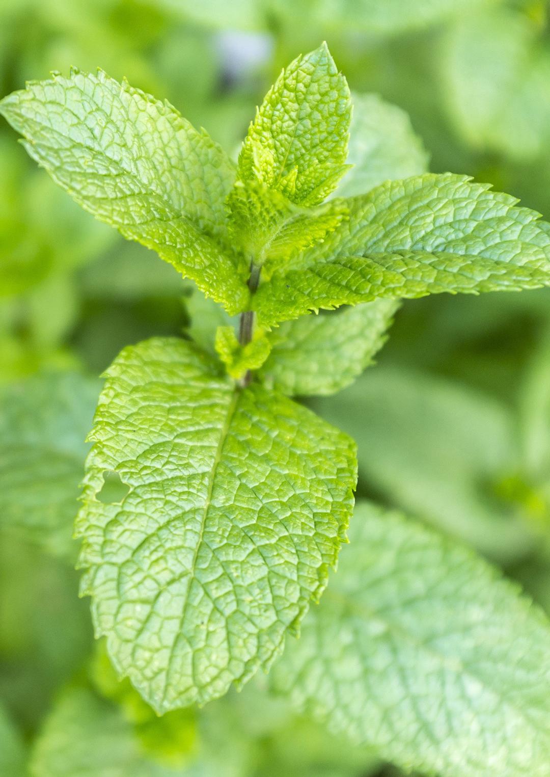 Yrttien kasvatus | Viherpiha