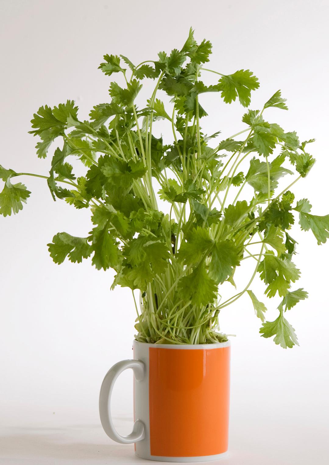 Yrttien kasvatus | Viherpiha