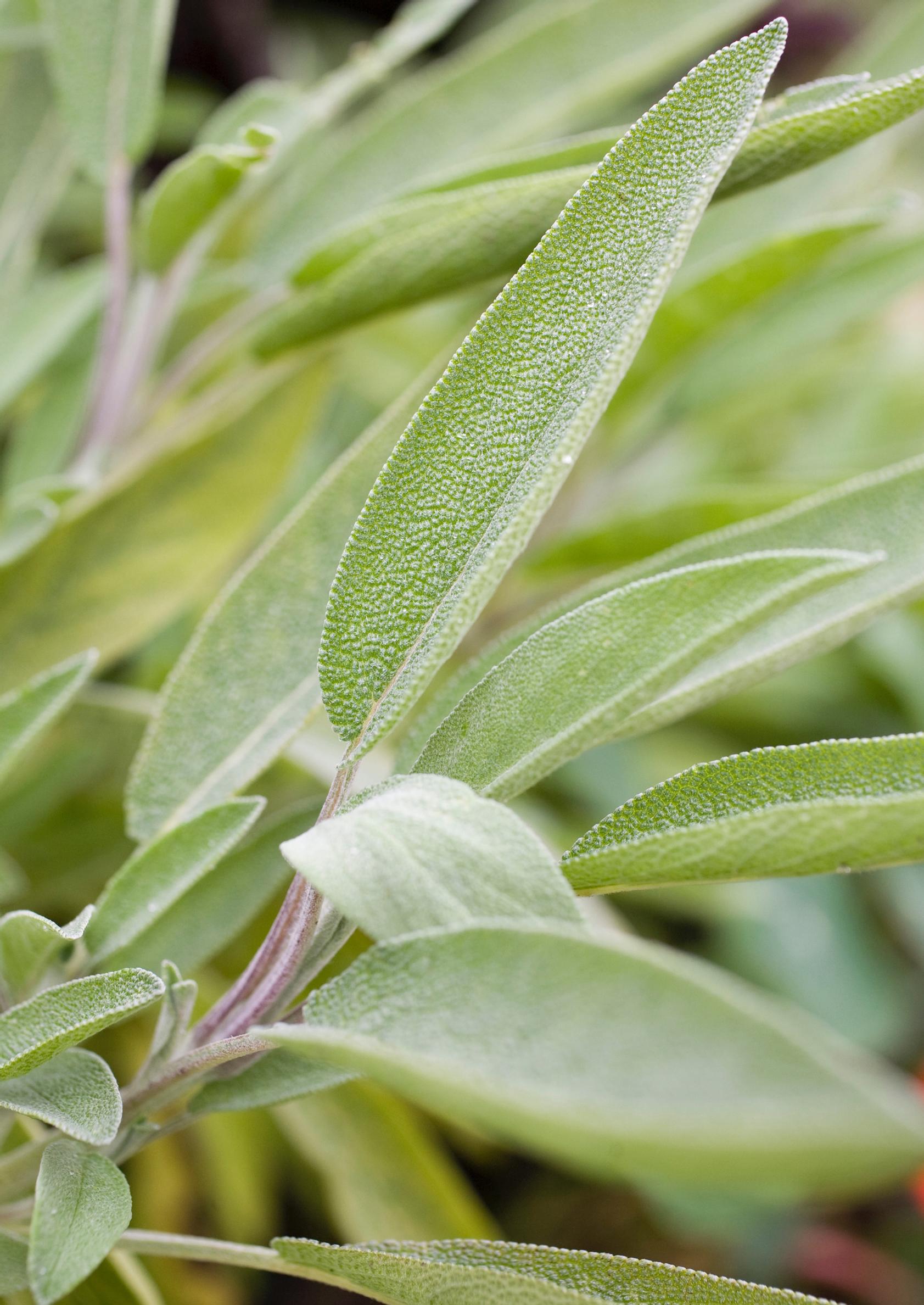 Yrttien kasvatus | Viherpiha