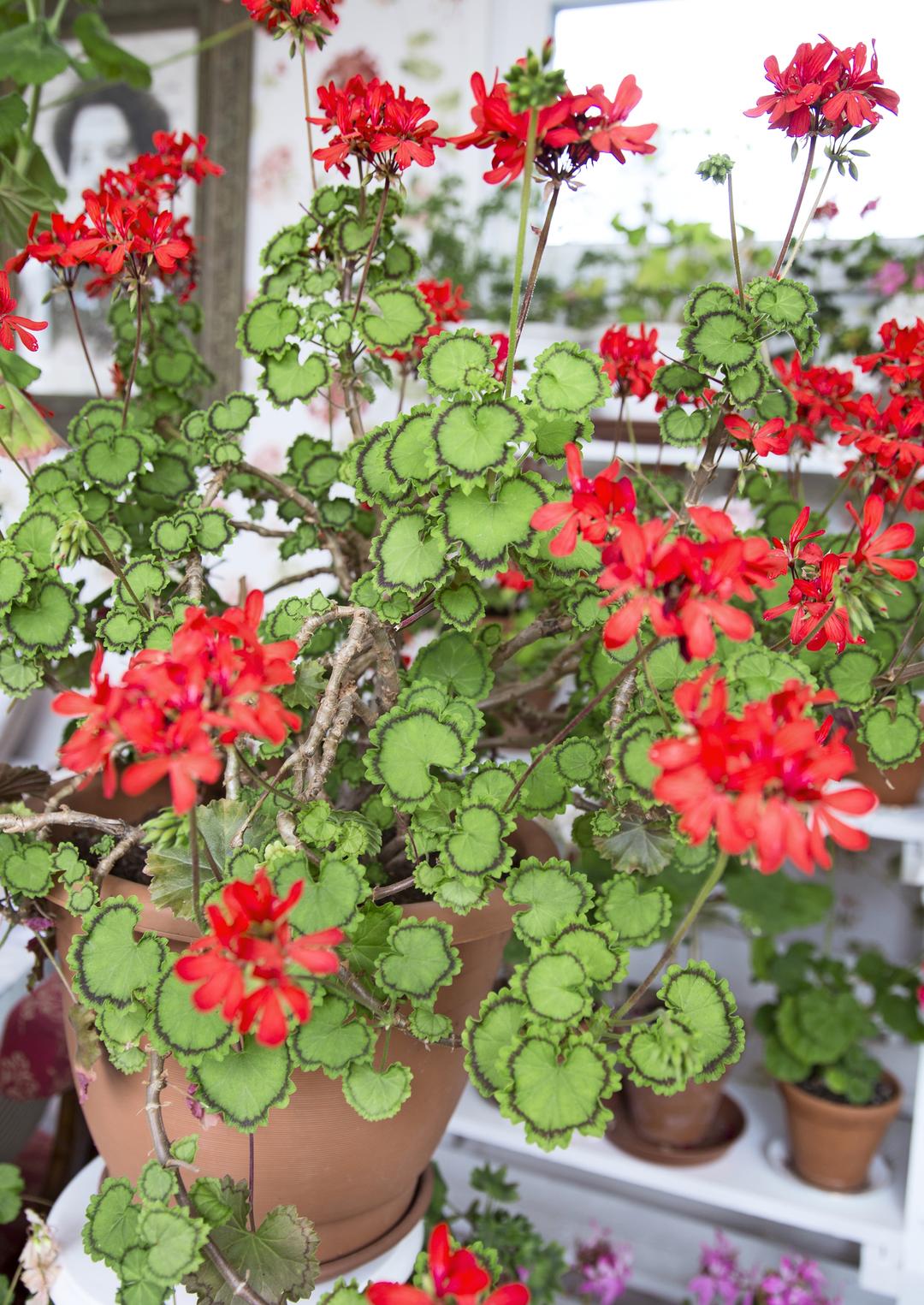 Pelargonin hoito ja lisäys pistokkaasta | Viherpiha