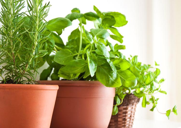 Timjami – kasvatus ja hoito | Viherpiha