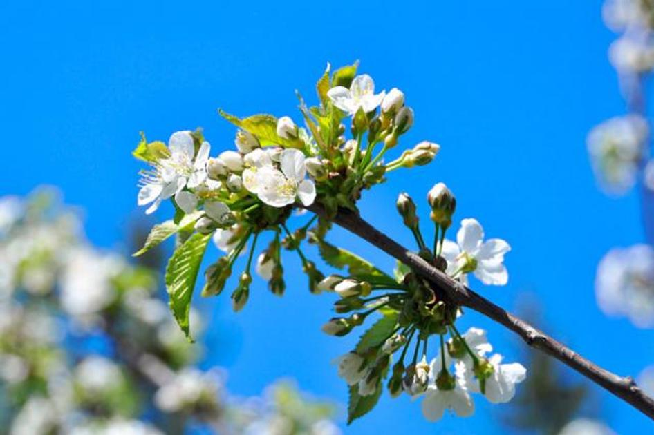 Kirsikkapuu ei kuki | Viherpiha