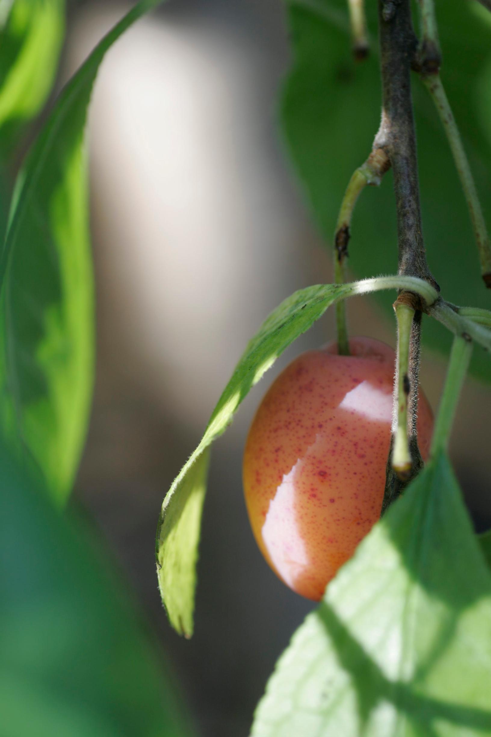 Liian korkea luumupuu | Meillä kotona