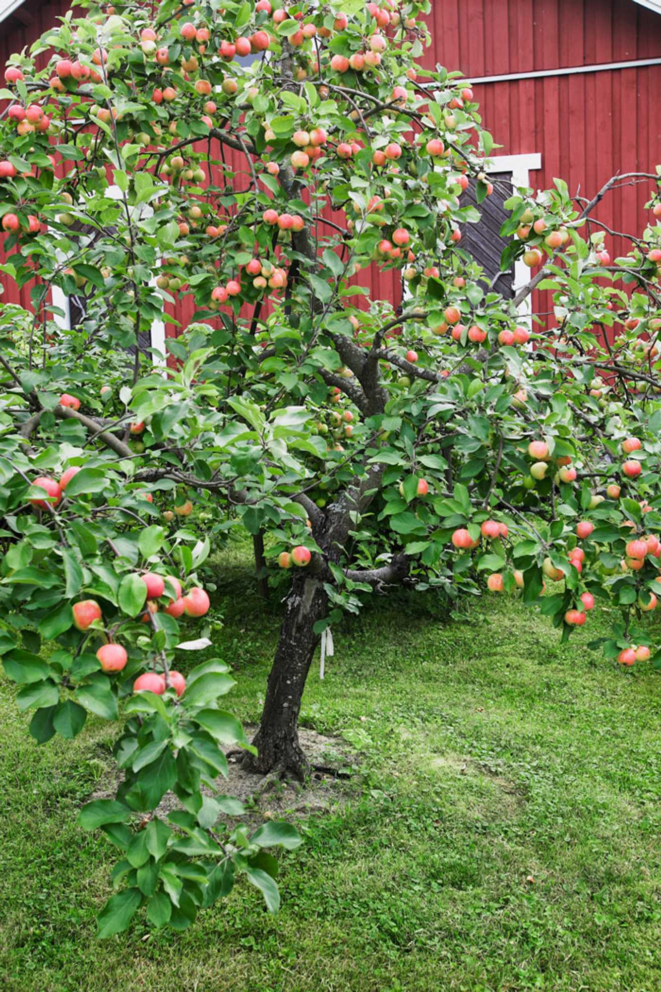 Omenapuu savimaahan | Meillä kotona