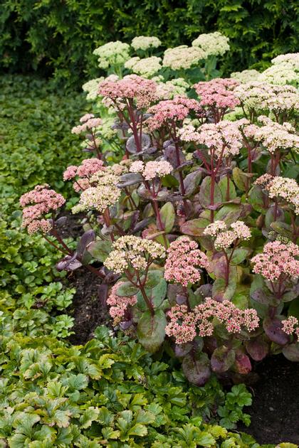 Maksaruohossa oleva seitti voi johtua kehrääjäkoista | Viherpiha