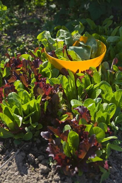 Kasveja aloittelijan kasvimaalle | Viherpiha