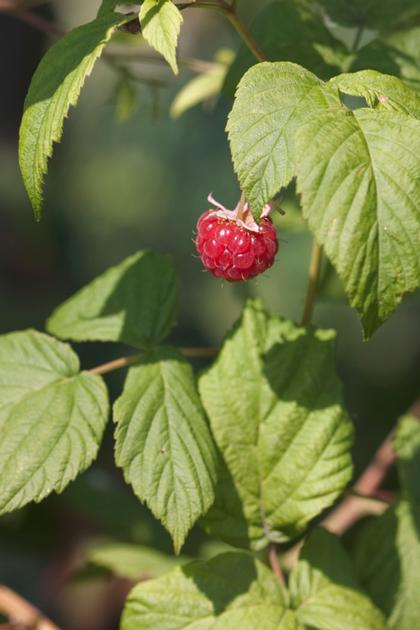 Vadelmapensaiden leikkaus | Viherpiha