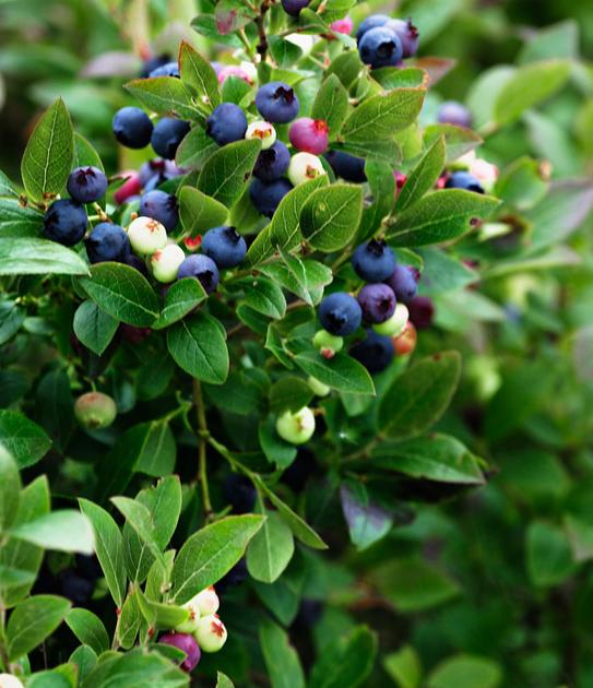 Pensasmustikka satoisaksi | Viherpiha