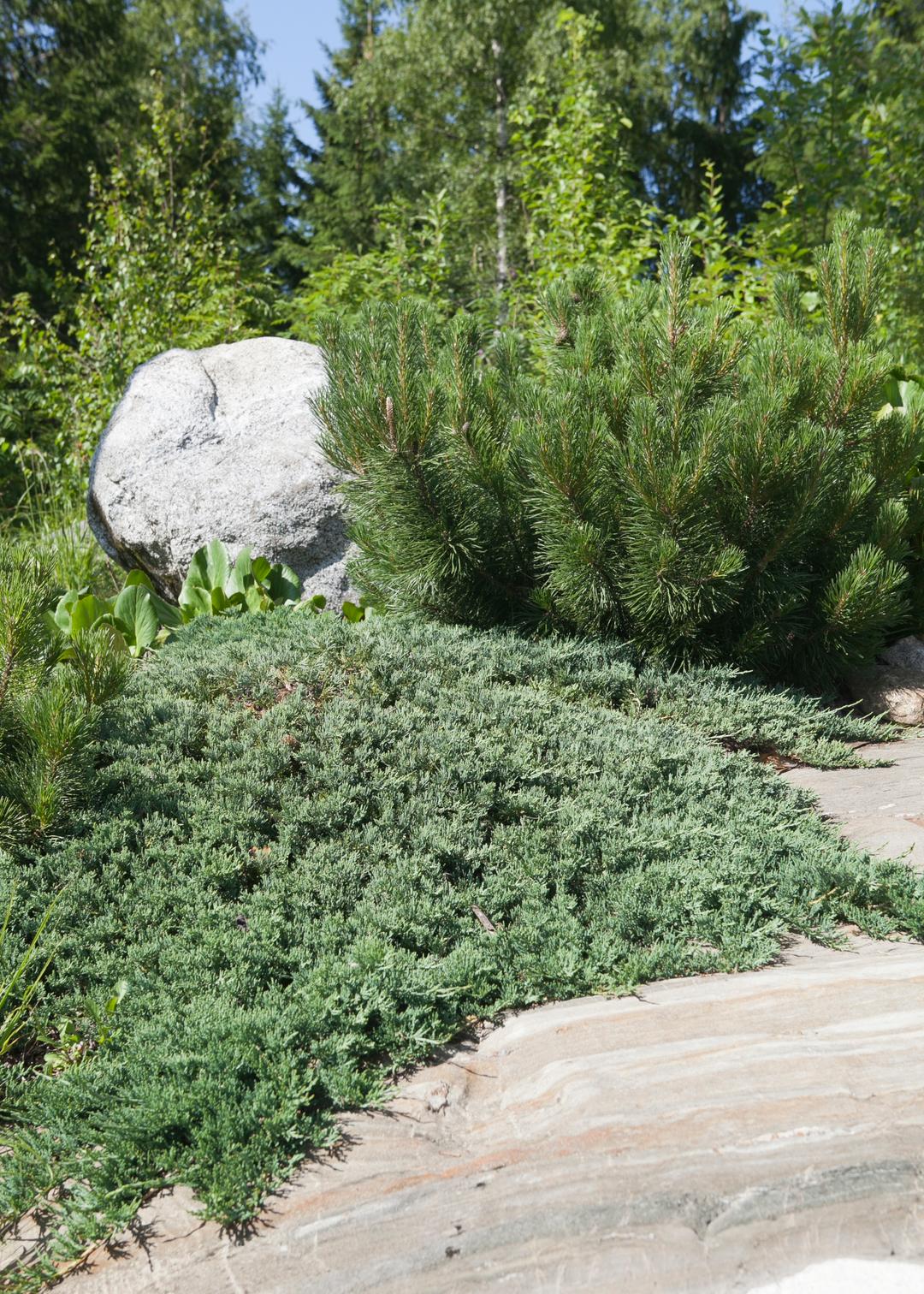 Kasveja kalliolle | Meillä kotona