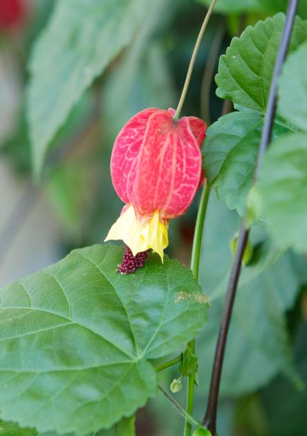 Vaahtera-aulion hoito | Viherpiha