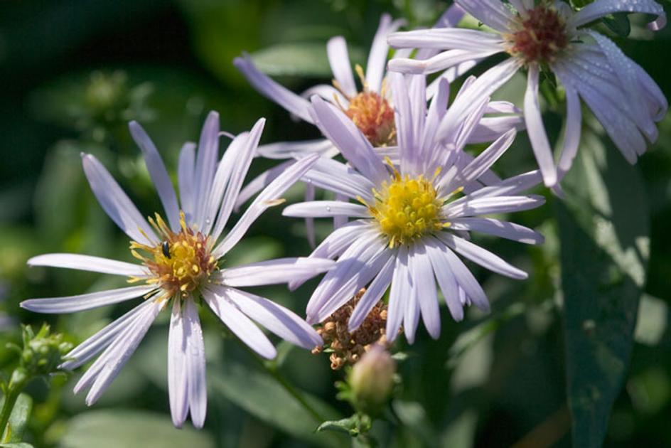 Syysasterin leikkaus | Viherpiha