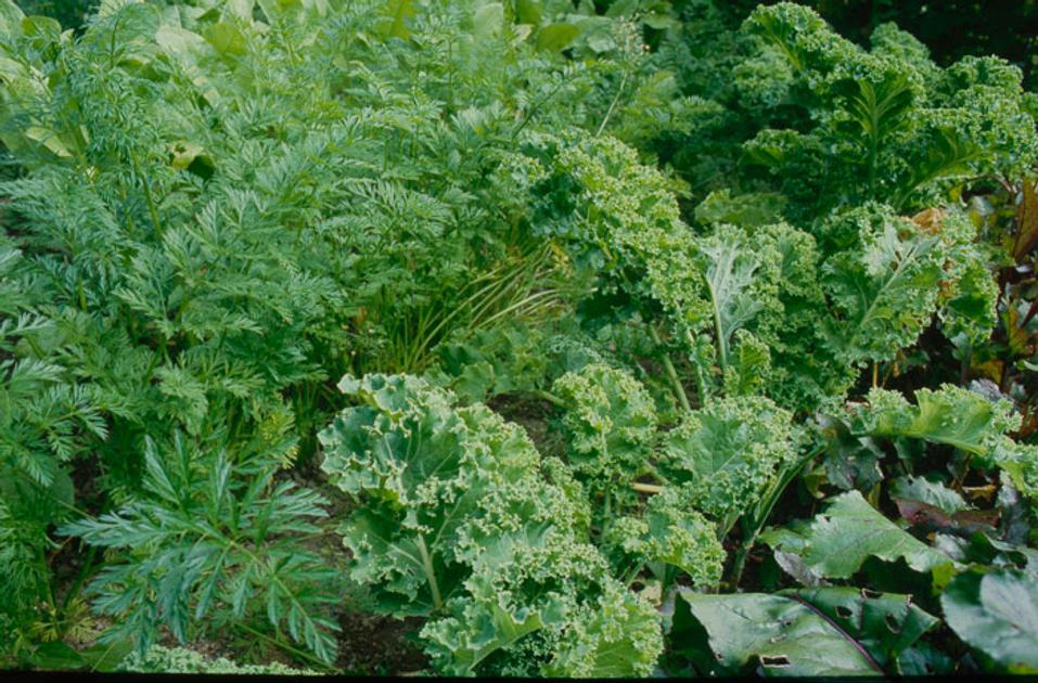 Rikkakasvit pois kasvimaasta | Viherpiha