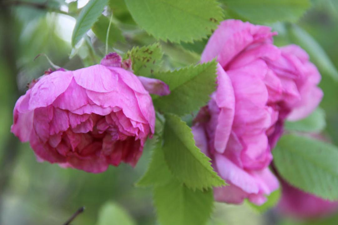 Ruusun mustalaikkutauti | Viherpiha