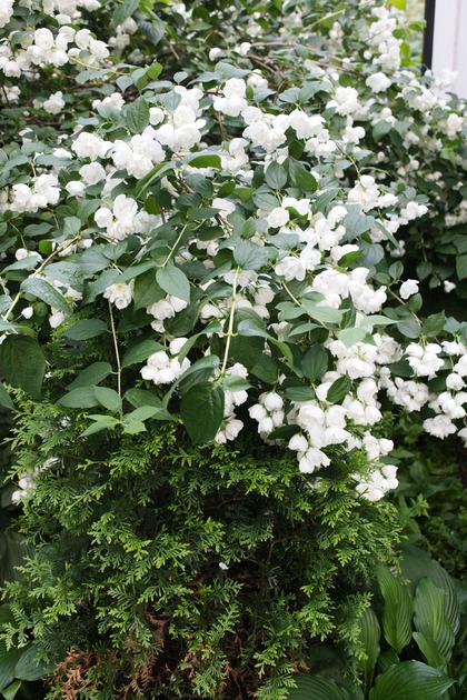 Kirvat jasmikepensaassa | Viherpiha