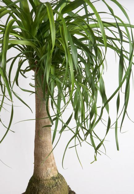 Pullojukassa tuholaisia | Viherpiha