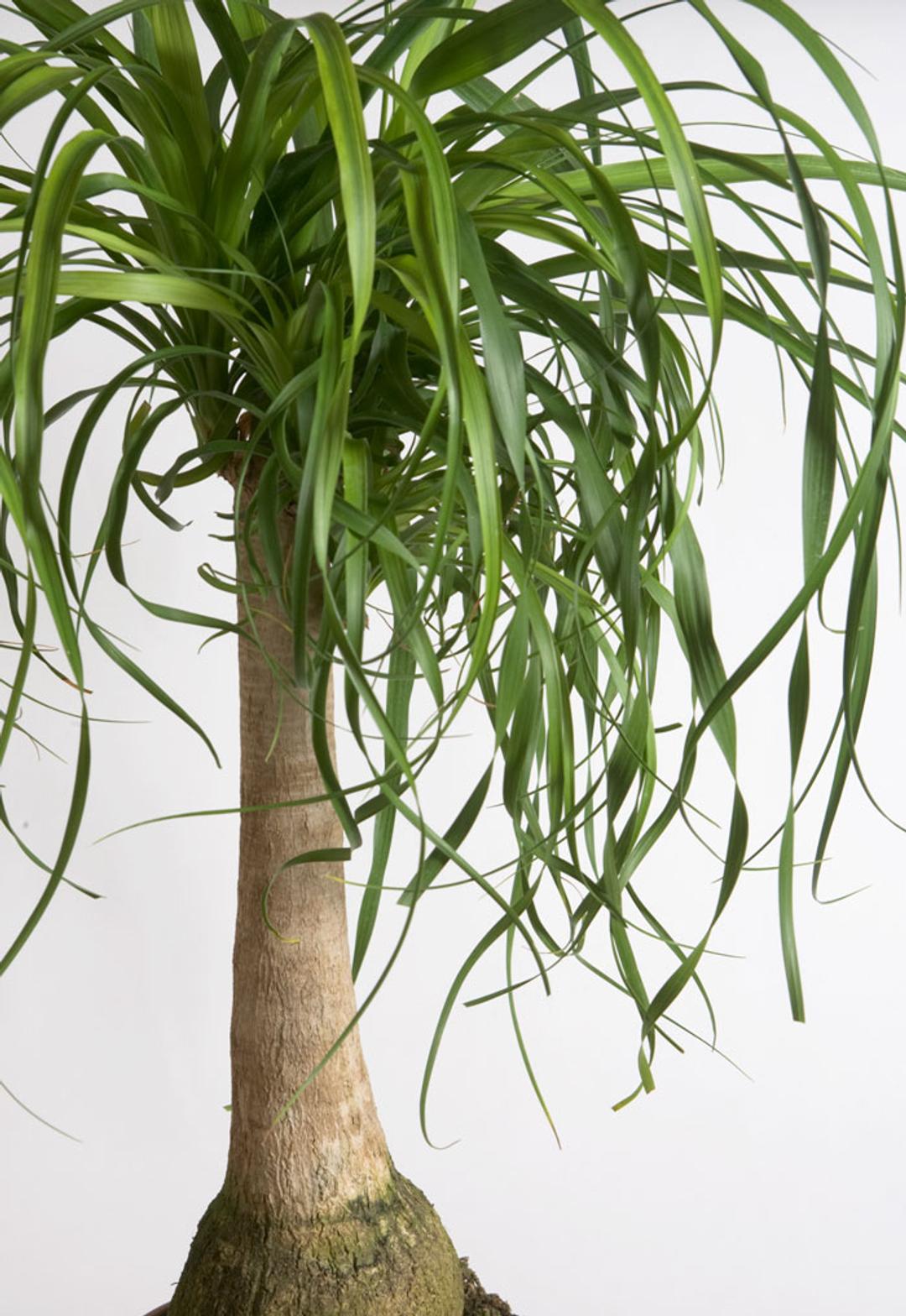 Pullojukassa tuholaisia | Meillä kotona