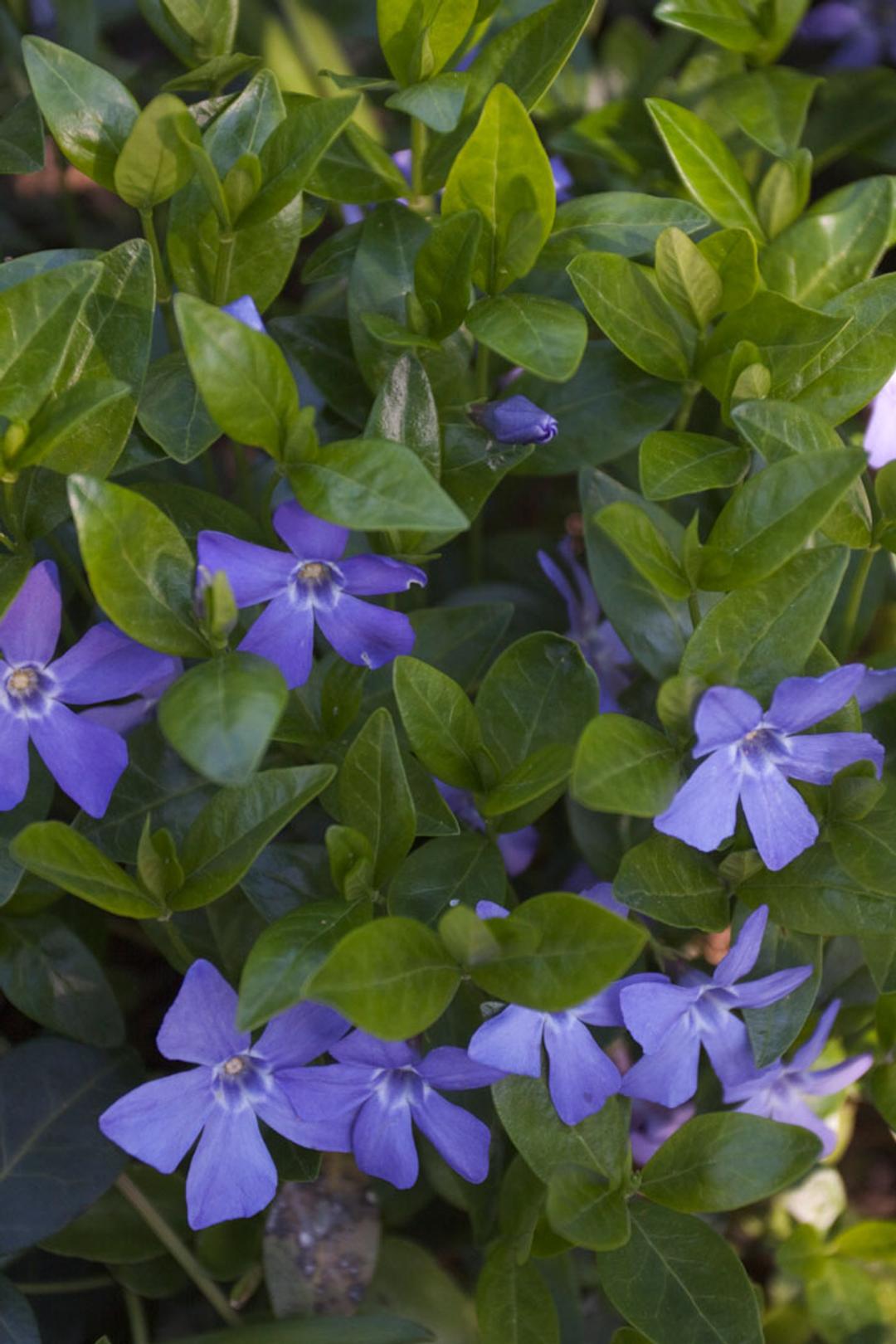 Kasveja omenapuun alle | Meillä kotona