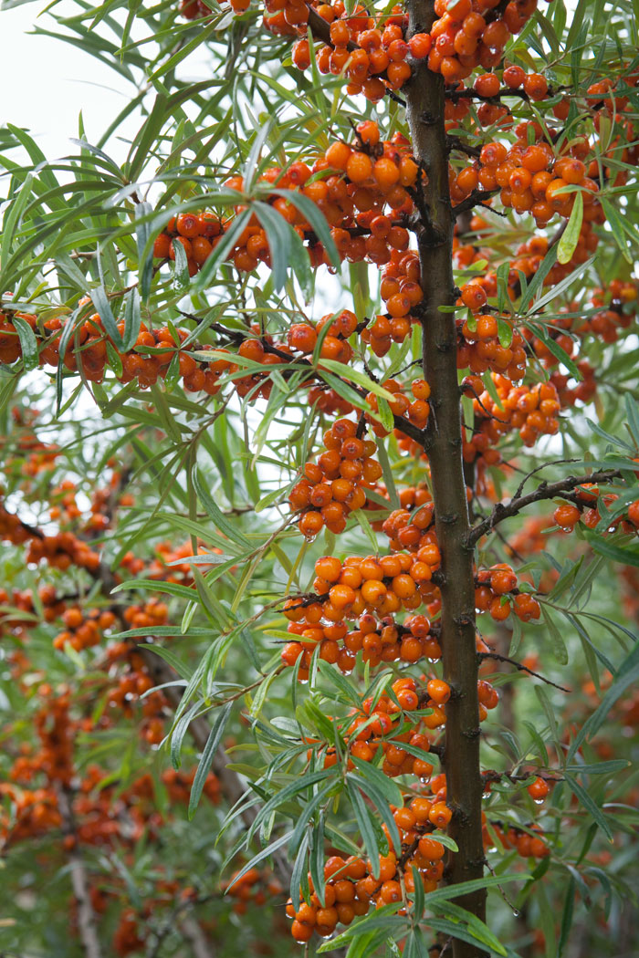 Tyrnin kasvatus ruukussa | Meillä kotona