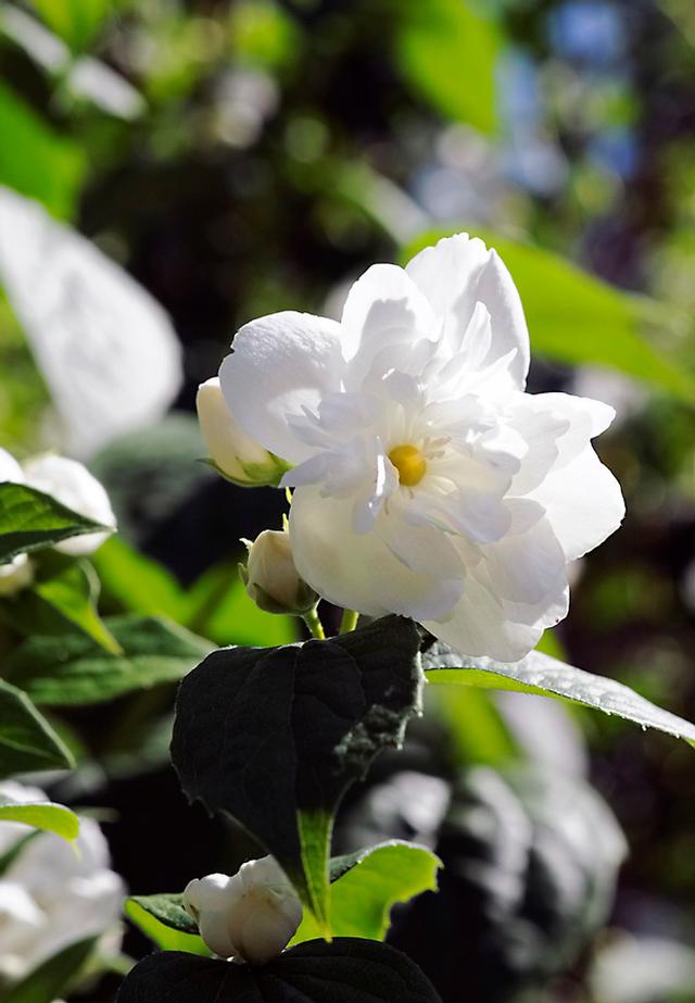 Jasmike: hoito ja leikkaus – lue kattavat ohjeet! | Viherpiha